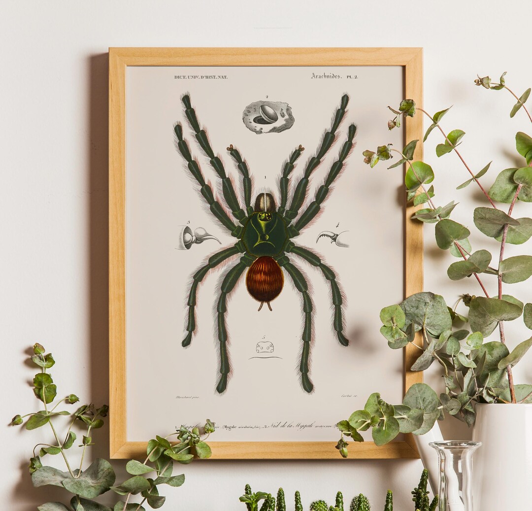 Vintage Spider Illustration, Tarantula Poster, Spider Poster, Spiders ...