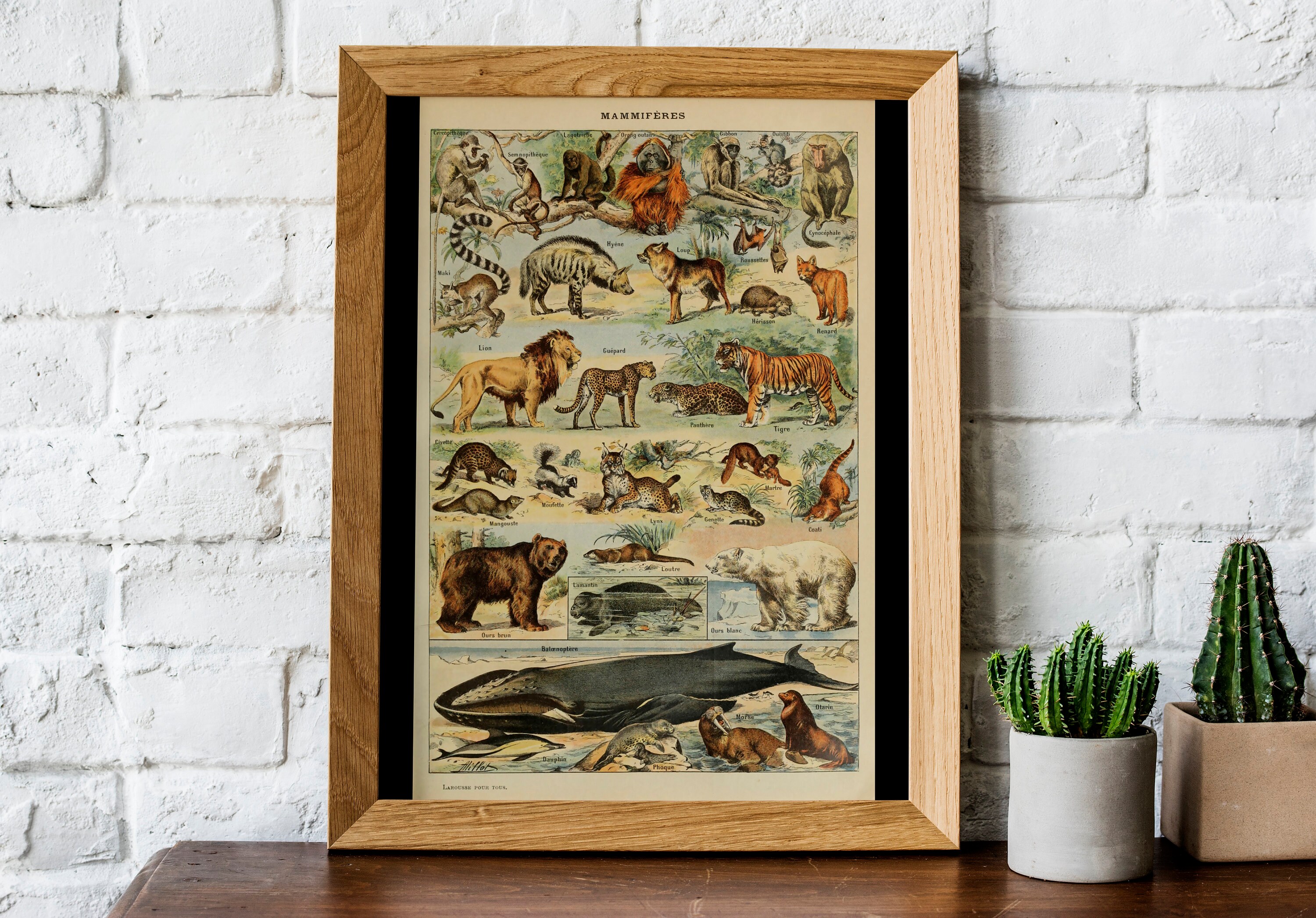 Animal Poster Art Exotic Animals Mammals Chart Print | Etsy