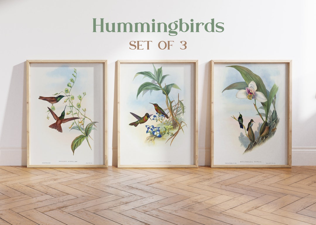 Hummingbird Print Set of 3, Vintage Hummingbird Print, Hummingbird Wall ...