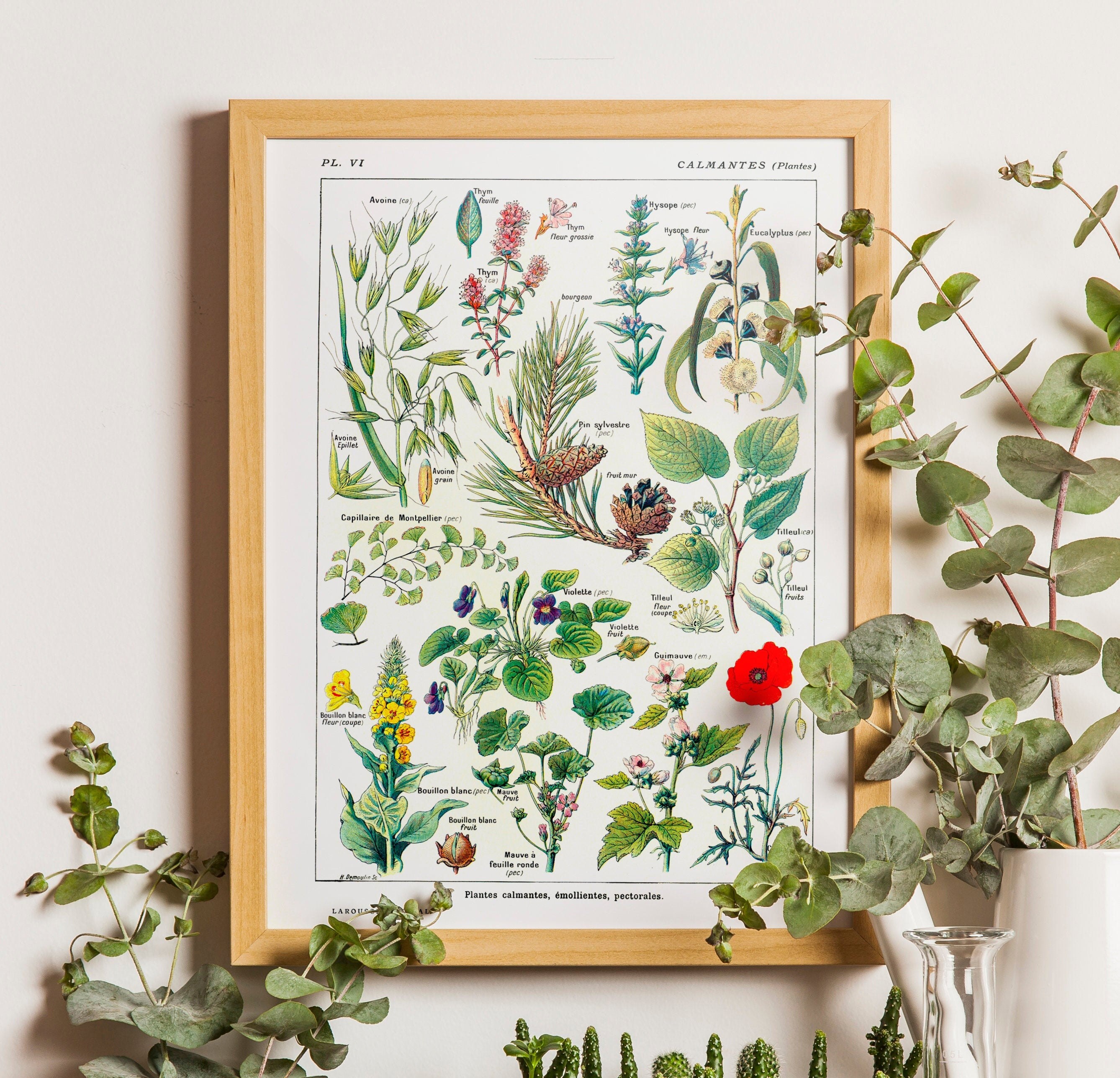 Vintage Botanical Poster Botanical Print Calming Plants - Etsy UK