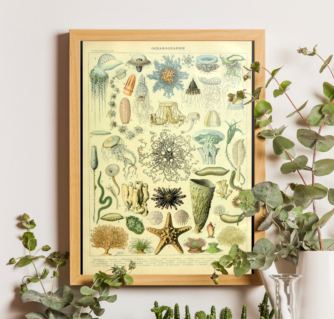 Vintage Ocean Science Print, Adolphe Millot Poster Mollusk Poster Sea ...