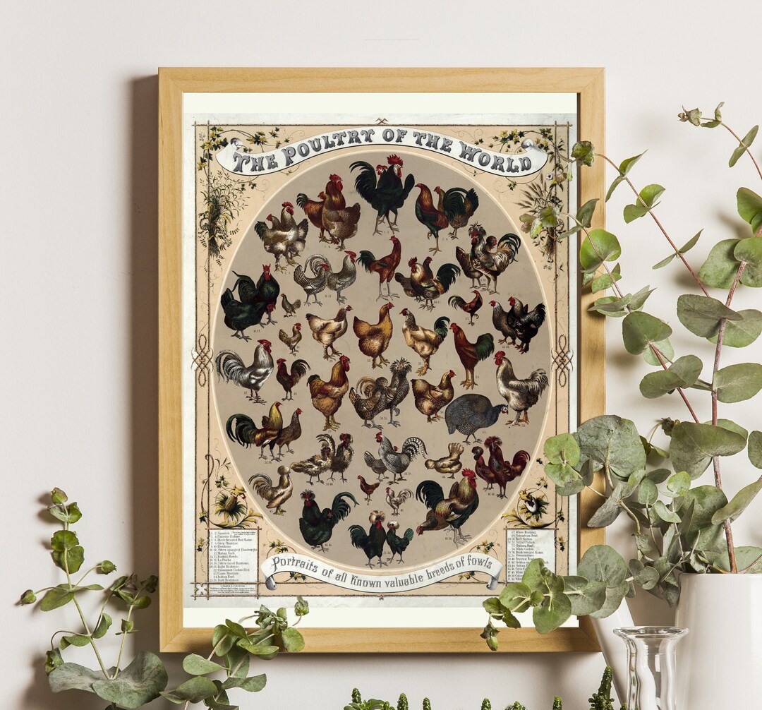 Vintage Poultry Print, Poultry Illustration, Vintage Poultry of the ...