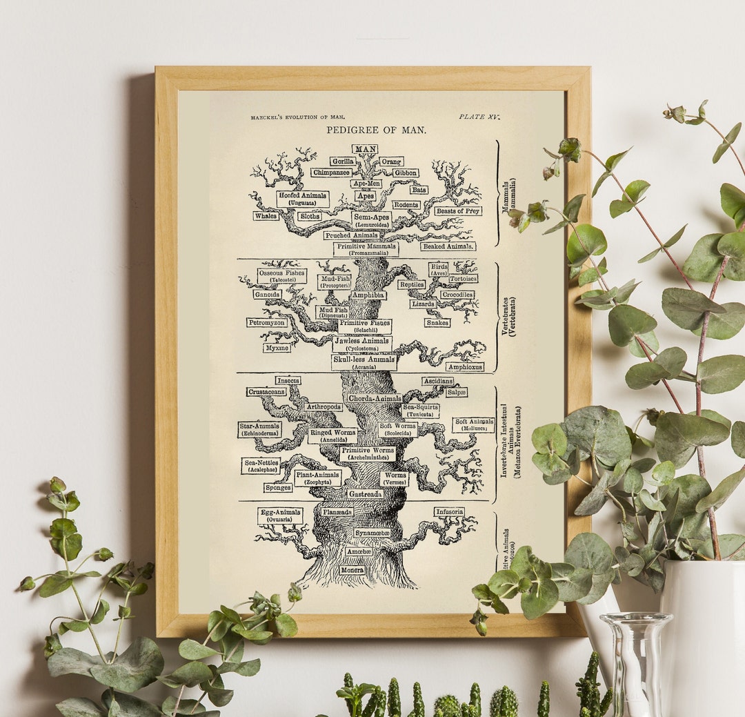 Tree of Life Print, Haeckel Scientific Illustration, Natural Science ...