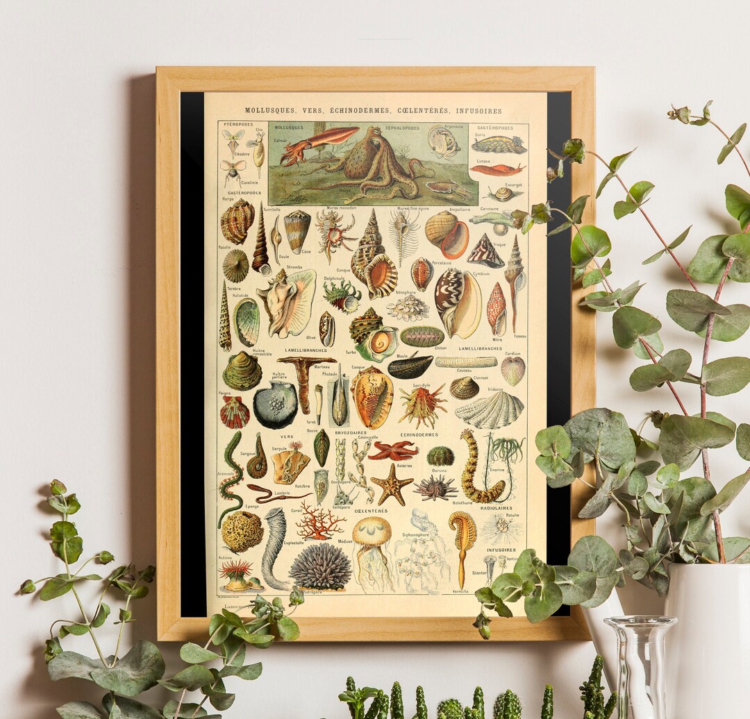 Vintage Mollusc Science Print Adolphe Millot Molluscs Poster Sea Life ...