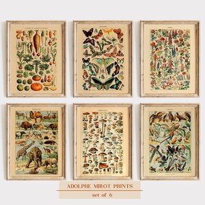Millot Botanical Prints: Flowers, Vegetables, Mushrooms, Animals, Birds ...