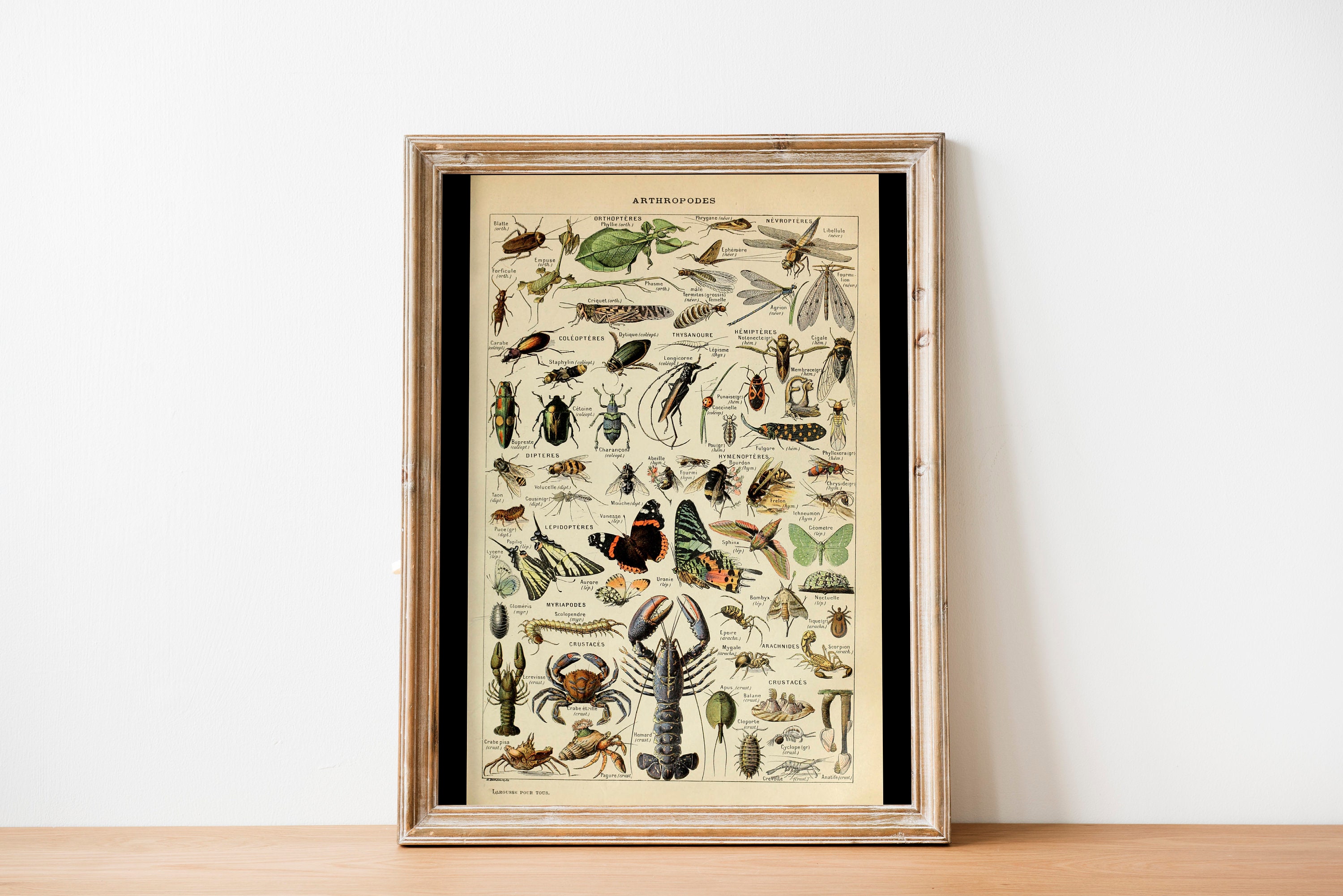 Arthropodes Poster Art Millot Arthropodes Biology Diagram - Etsy