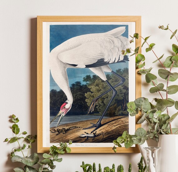 Whooping crane whooping cranes Hooping crane Audubon crane | Etsy