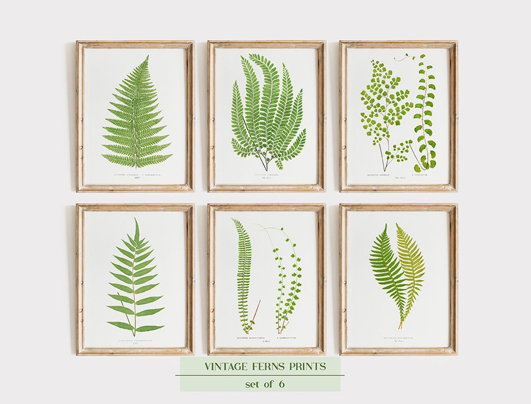 Set of 6 Botanical Fern Prints, Wall Gallery, Vintage Prinst, Ferns ...