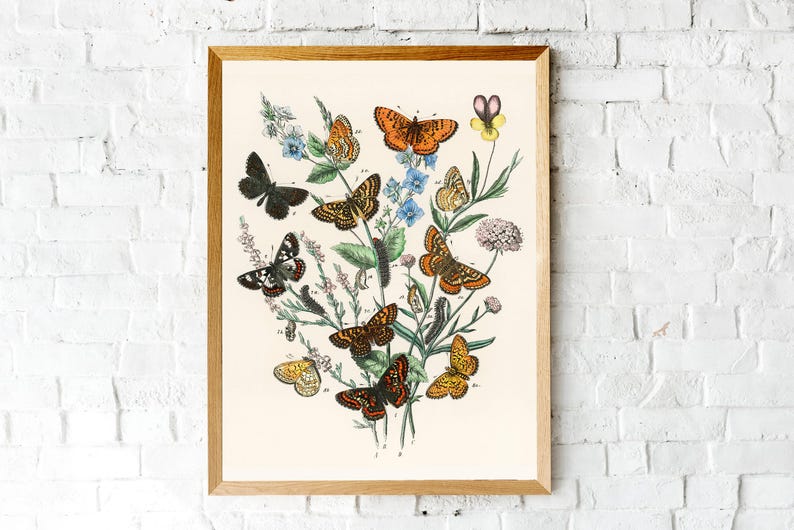 Vintage Butterfly Print, Entomology Poster, Spring Decor - Etsy