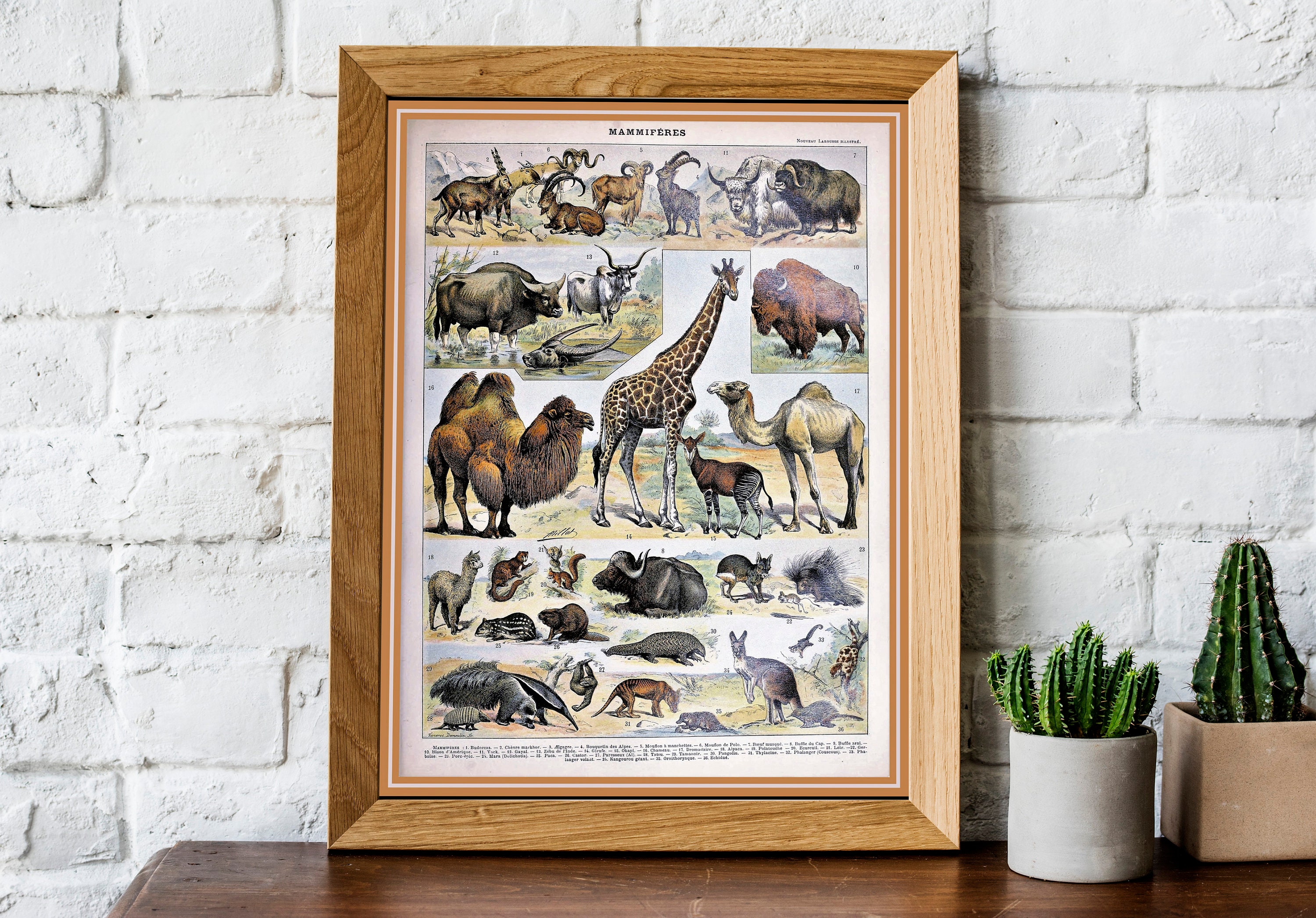 Animal Poster Art Mammals Chart Print Educational Diagram - Etsy