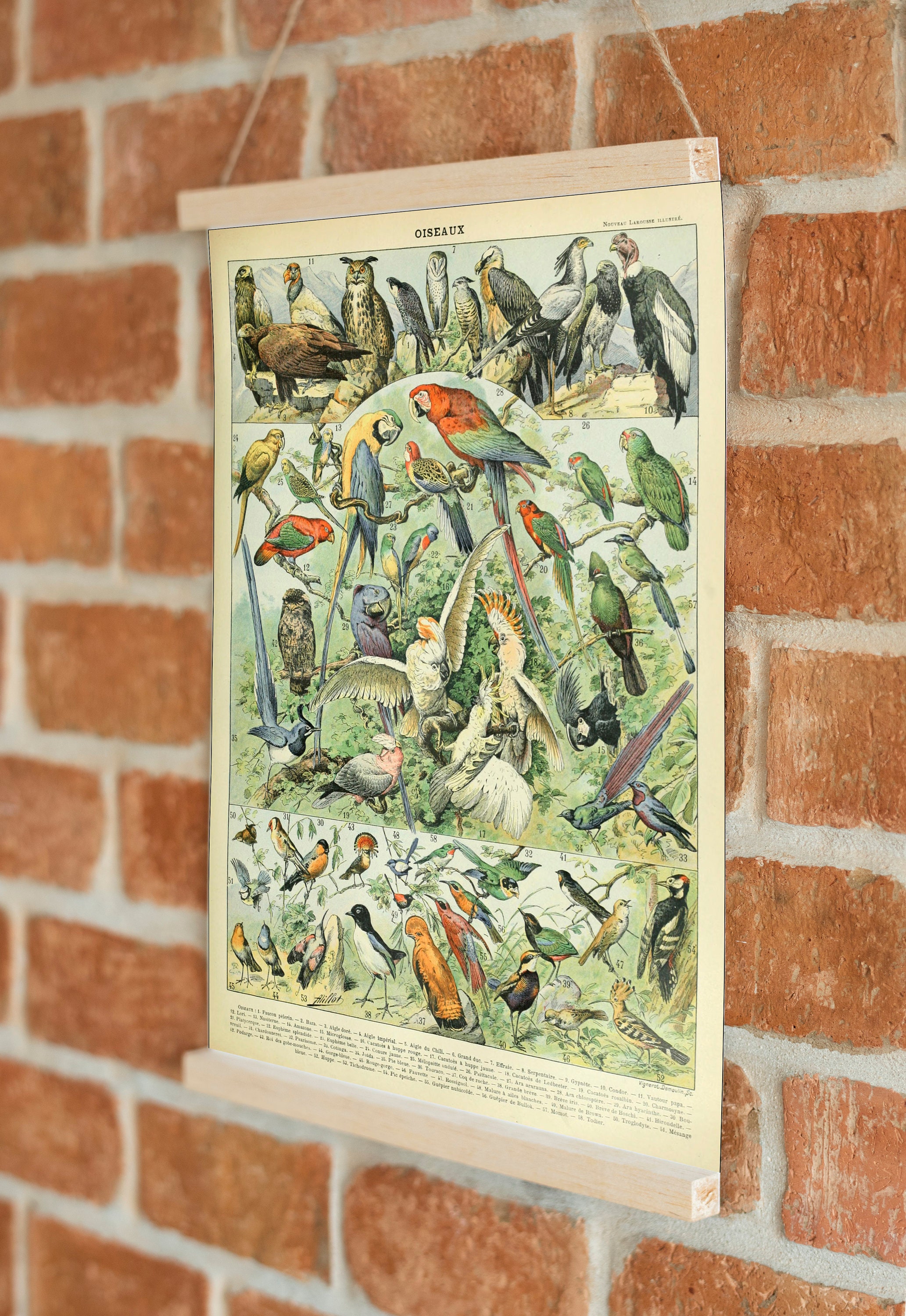 Vintage Science Bird Print 1909 Adolphe Millot Poster Home - Etsy