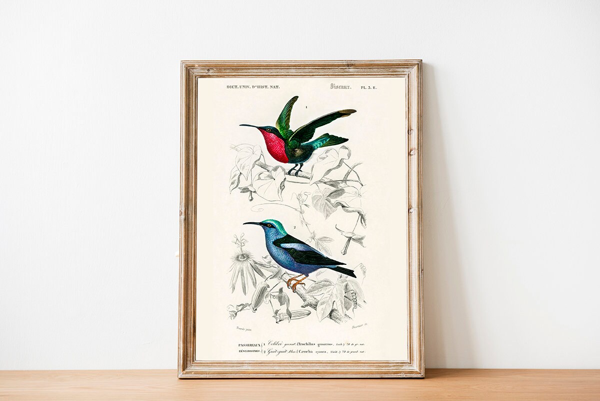 Vintage Birds Vintage Bird Art Bird Art Vintage Bird - Etsy