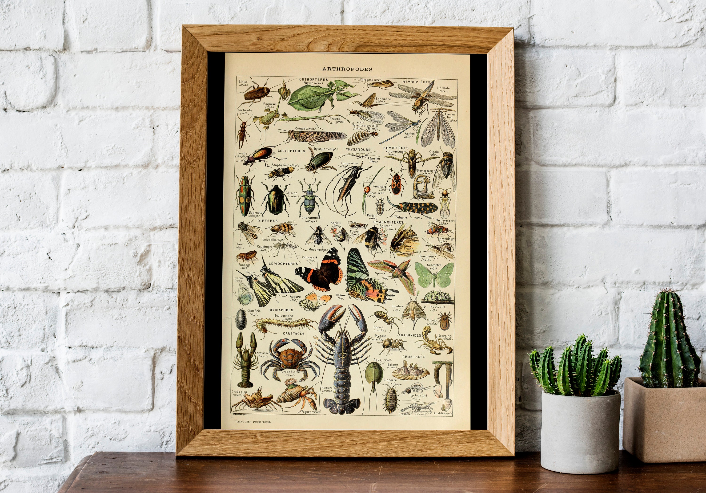 Arthropodes Poster Art Millot Arthropodes Biology Diagram | Etsy