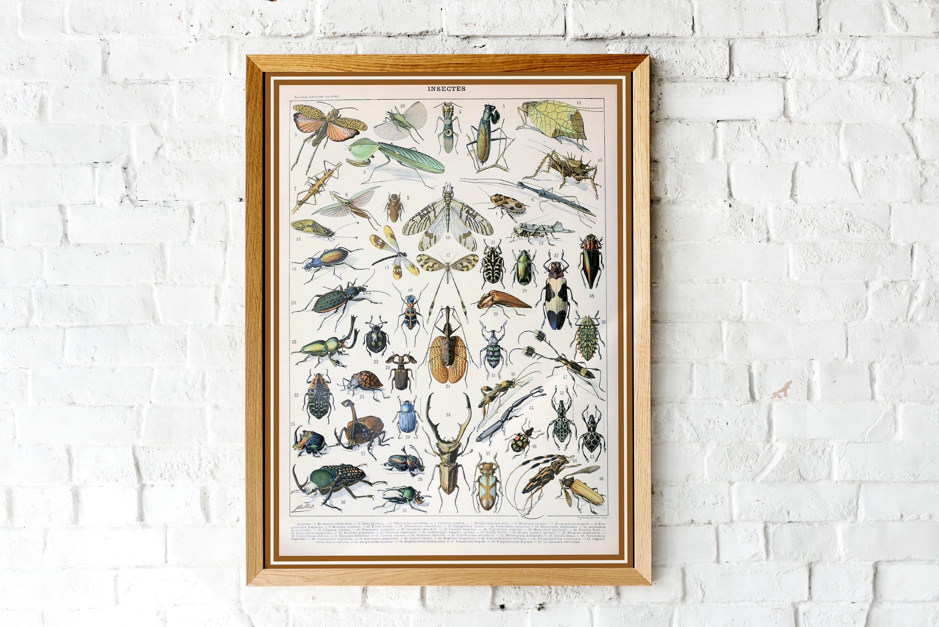 Insects Poster Insects Print Adolphe Millot Print Chart - Etsy