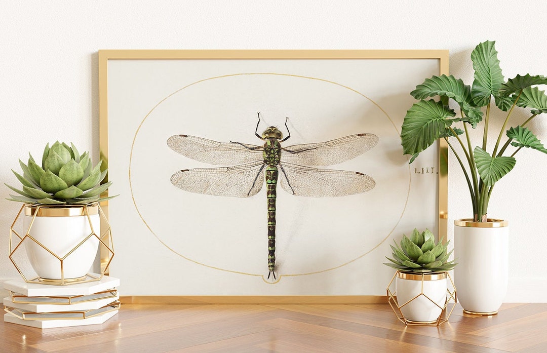 Dragonfly Poster Art, Vintage Dragonfly Illustration, Vintage Dragonfly ...