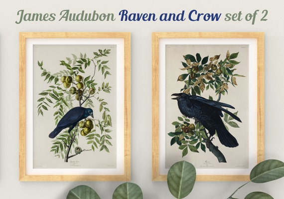 Audubon Raven and Crow Print Set Audubon Birds Print Set | Etsy