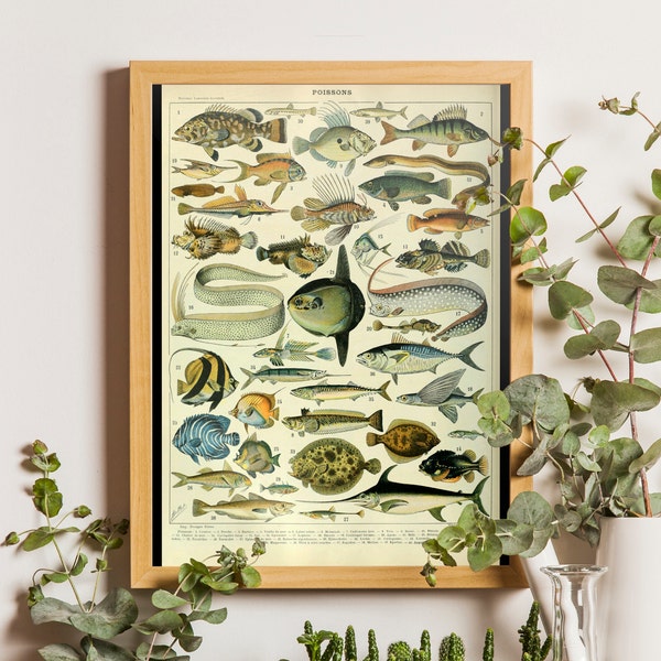 Vintage Fish Poster - Etsy