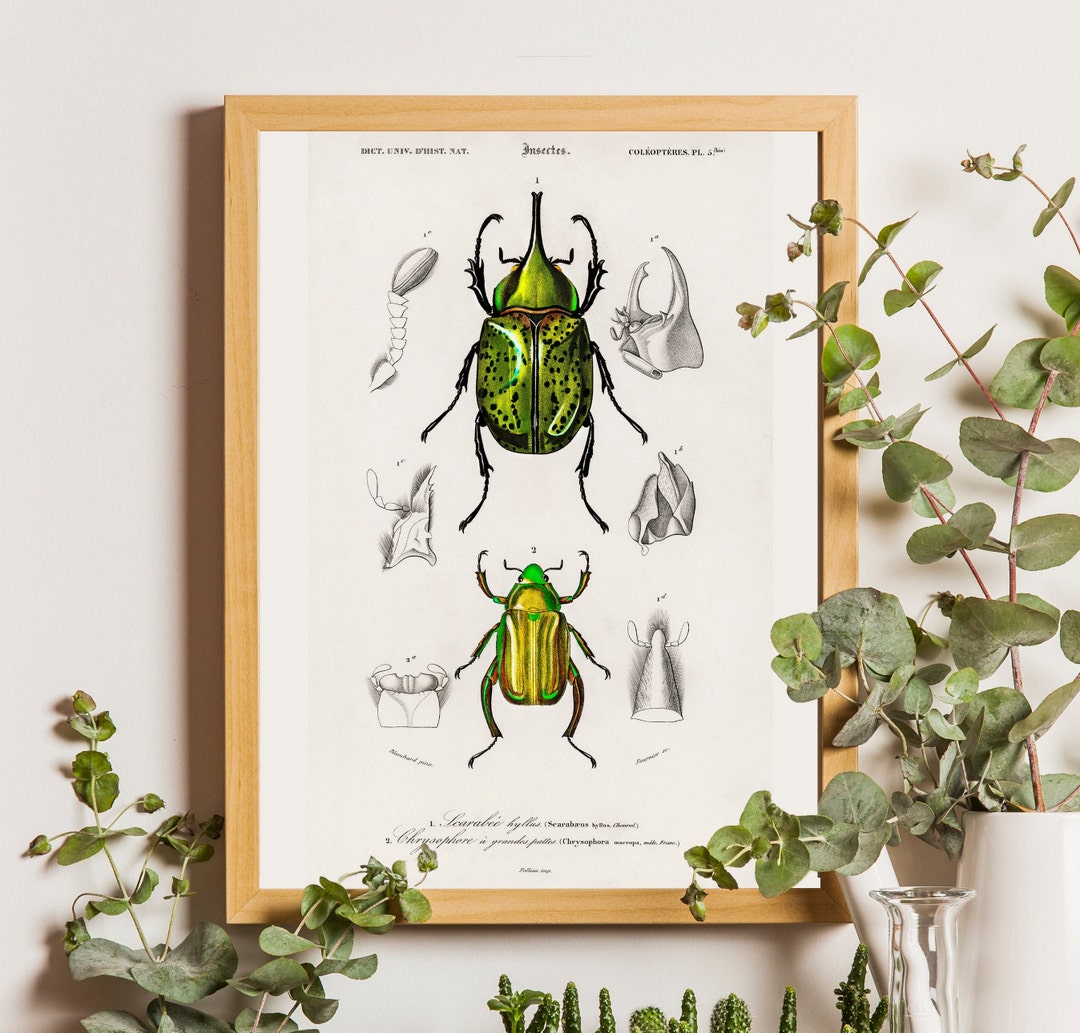 BEETLES Poster, Beetles Print, Beetles Chart, Insect Poster, Scientific ...