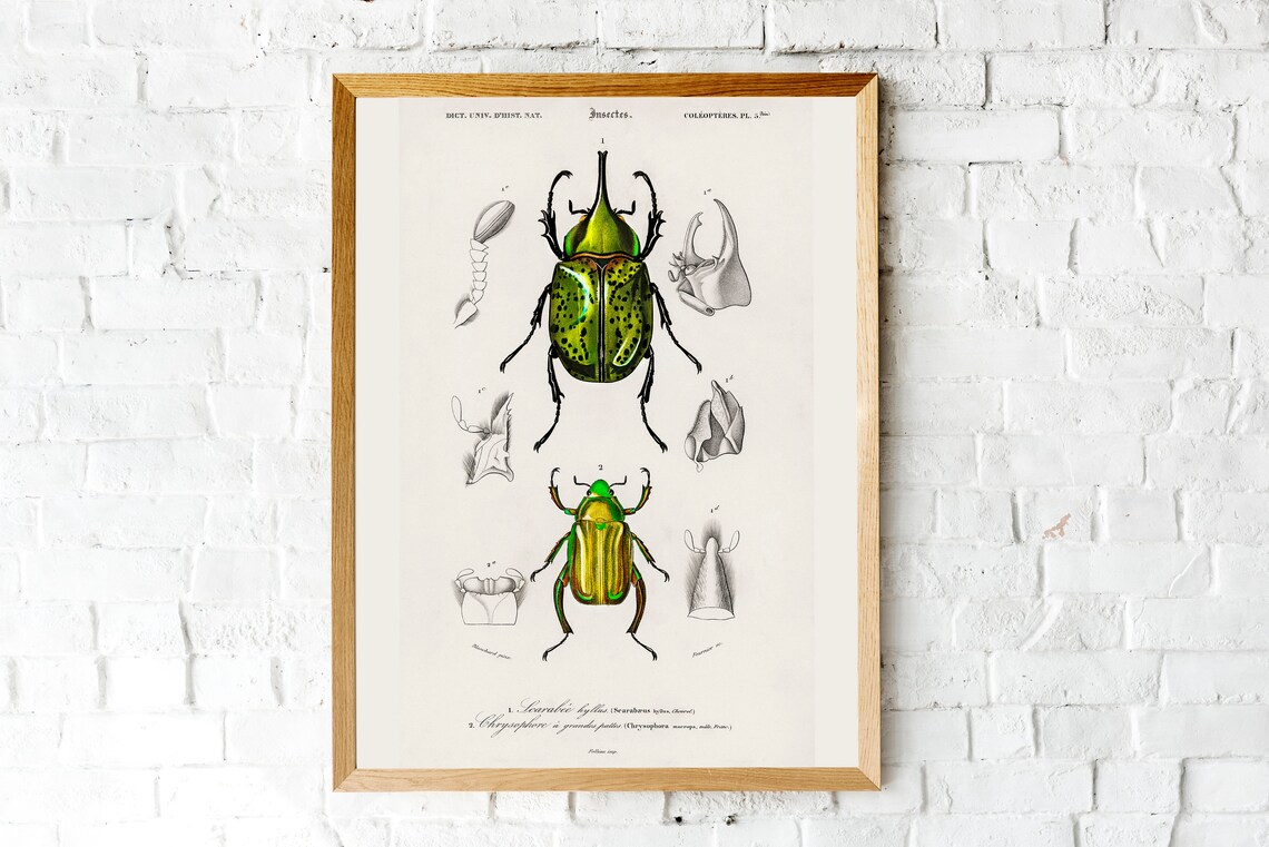 BEETLES Poster Beetles Print Beetles Chart Insect Poster | Etsy