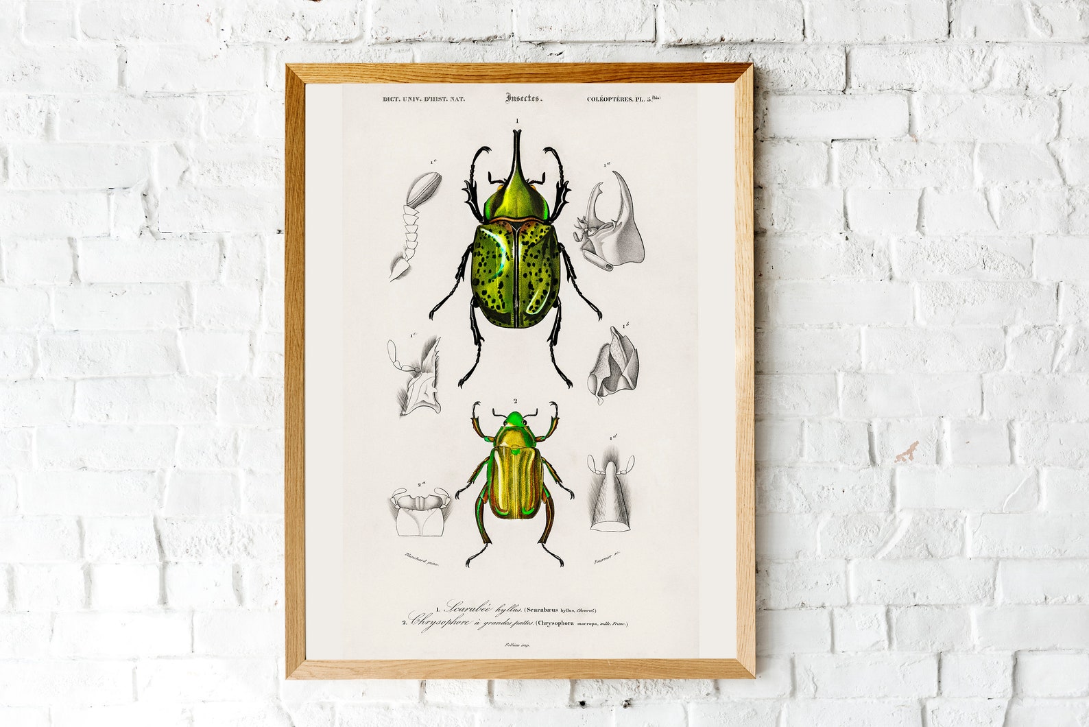 BEETLES Poster Beetles Print Beetles Chart Insect Poster | Etsy