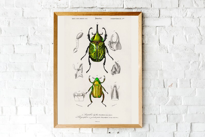 BEETLES Poster Beetles Print Beetles Chart Insect Poster - Etsy