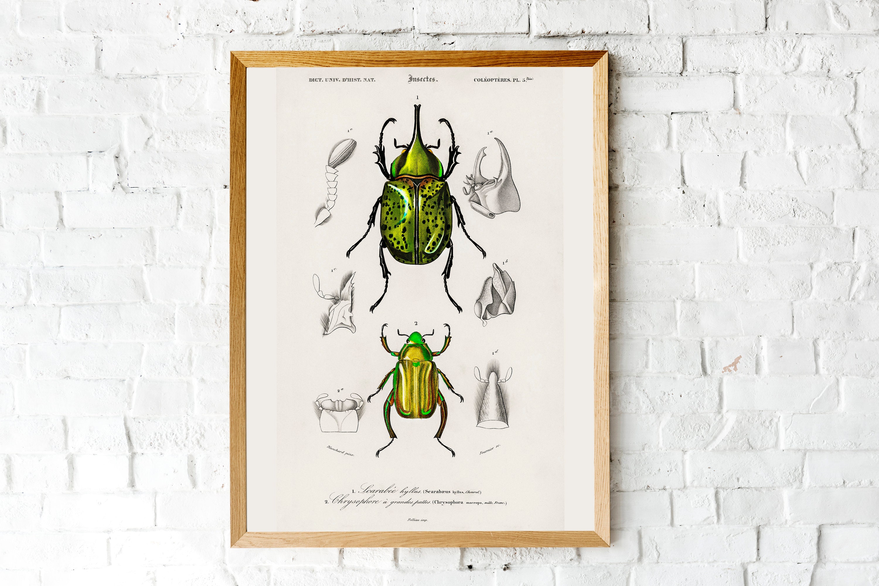 BEETLES Poster Beetles Print Beetles Chart Insect Poster | Etsy