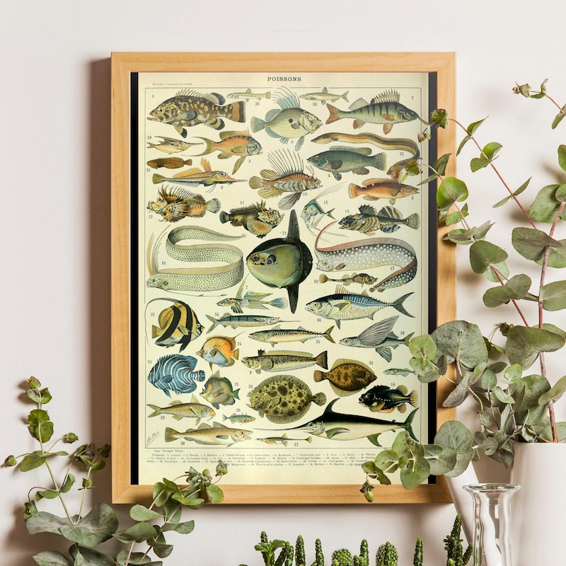 Fish Poster - Etsy