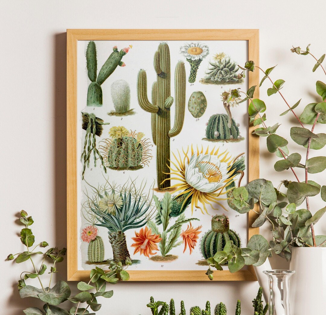Antique Cactus Chart Art Print, 1800s Botanical Illustration - Etsy