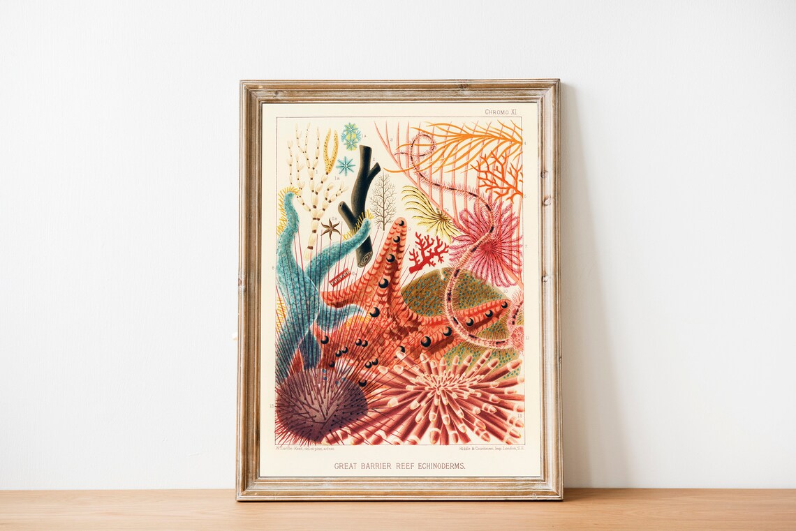 Vintage Coral Print Great Barrier Reef Vintage Wildlife - Etsy UK
