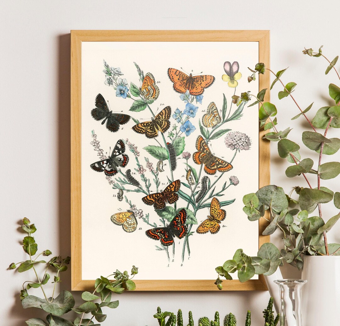 Vintage Butterfly Print, Entomology Poster, Spring Decor - Etsy