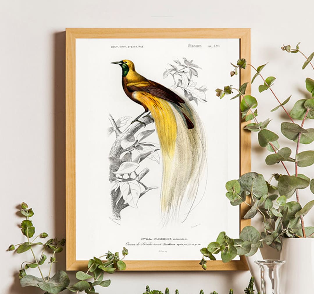 Bird of Paradise Print, Bird Poster, Antique Animal Painting, Vintage ...
