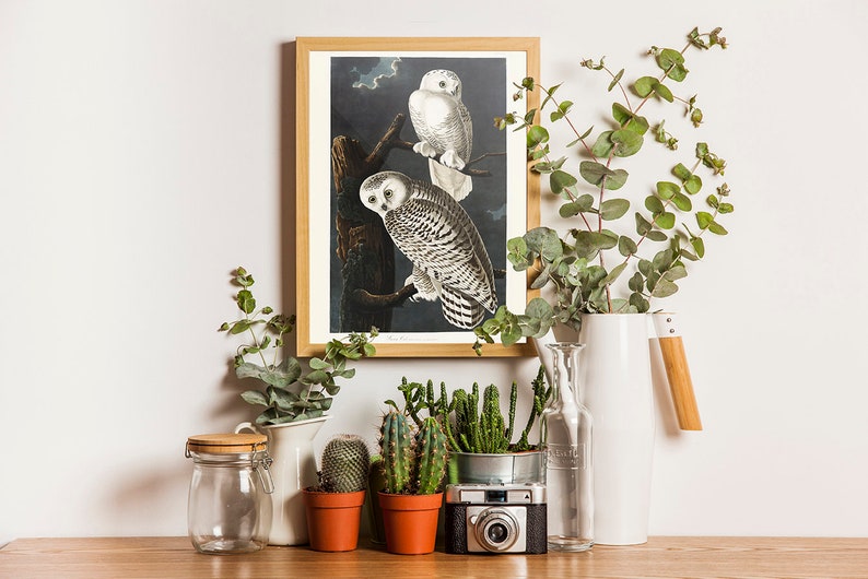 Audubon Owls Print Set Set of 3 Art Prints Bird Prints - Etsy