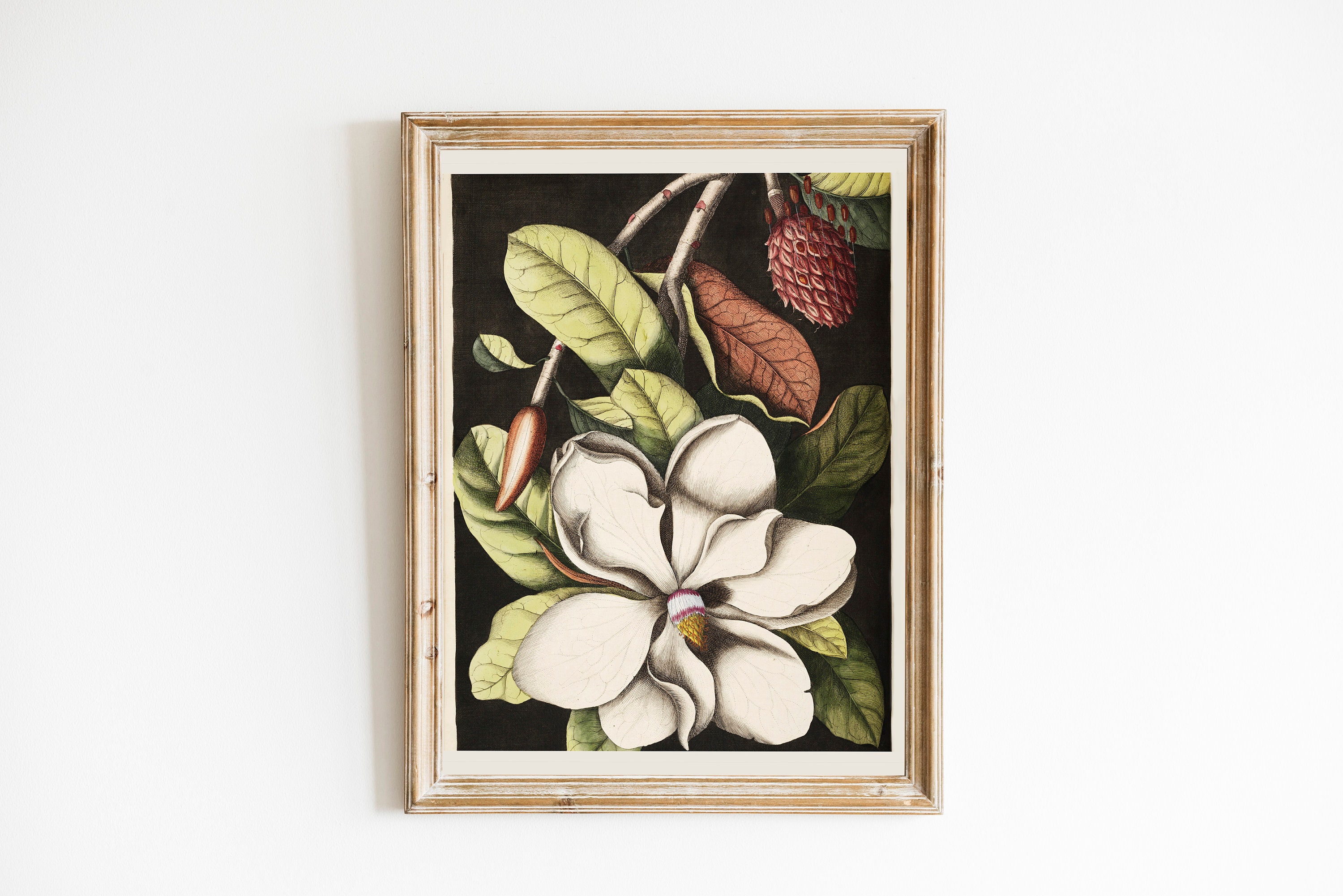 Magnolia Art Print Magnolia Flower Magnolia Print Botanical - Etsy