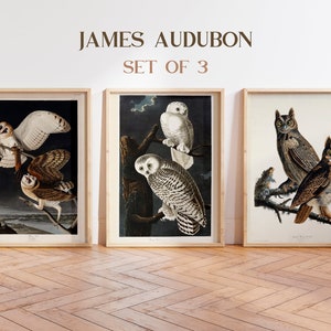 Audubon Owls Print Set, Set of 3, Art Prints, Bird Prints, Collage ...