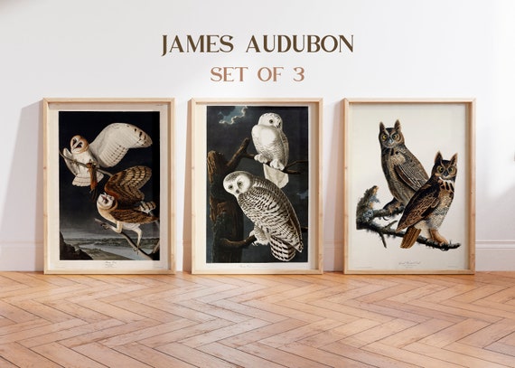 Audubon Owls Print Set Set of 3 Art Prints Bird Prints - Etsy