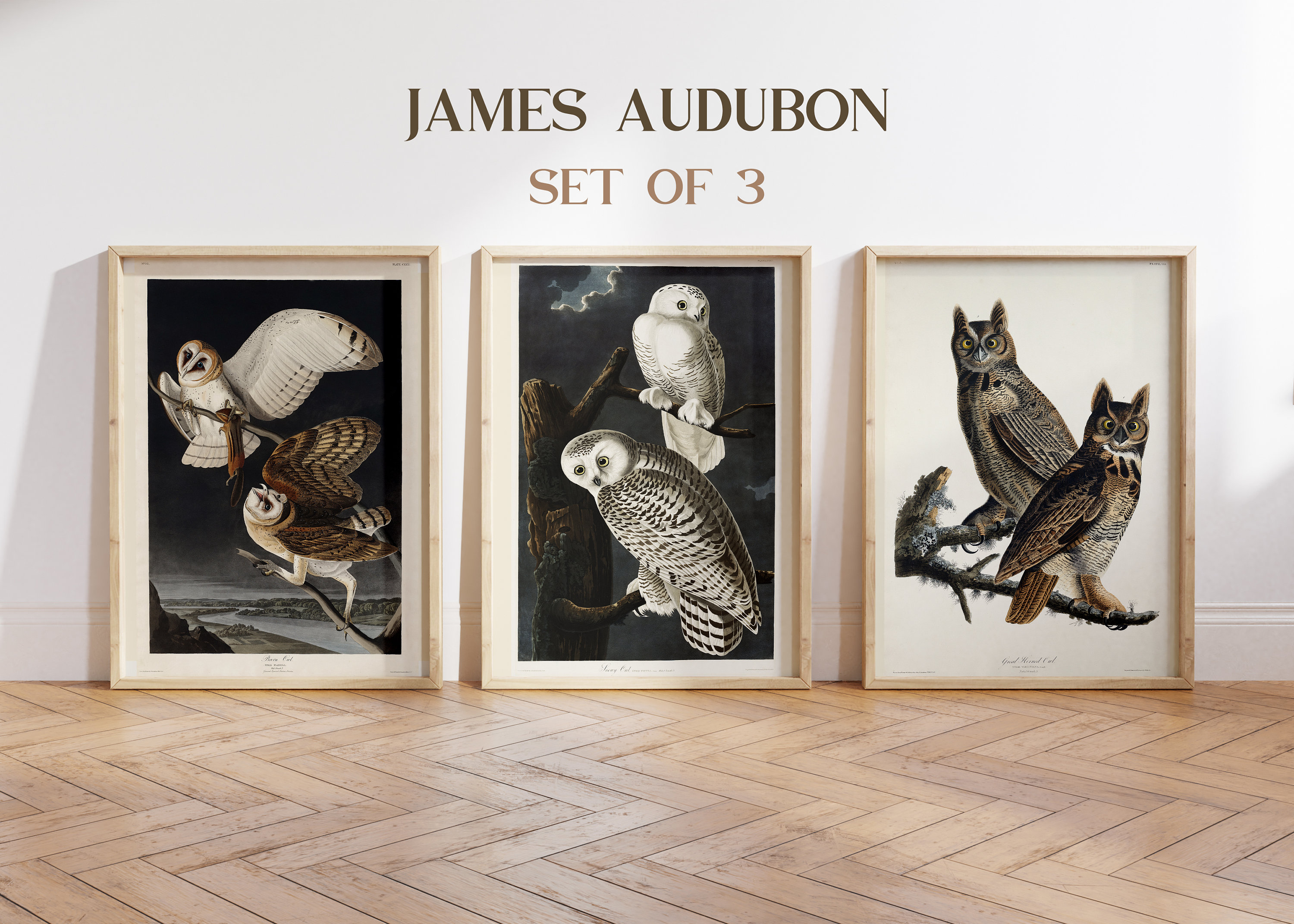 Audubon Birds Owls