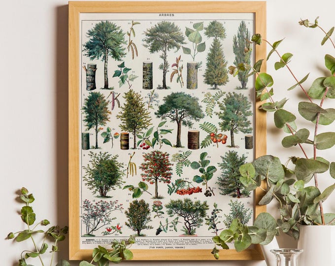 Vintage Tree Print, Tree Species Wall Art, Trees Print Vintage, Trees ...