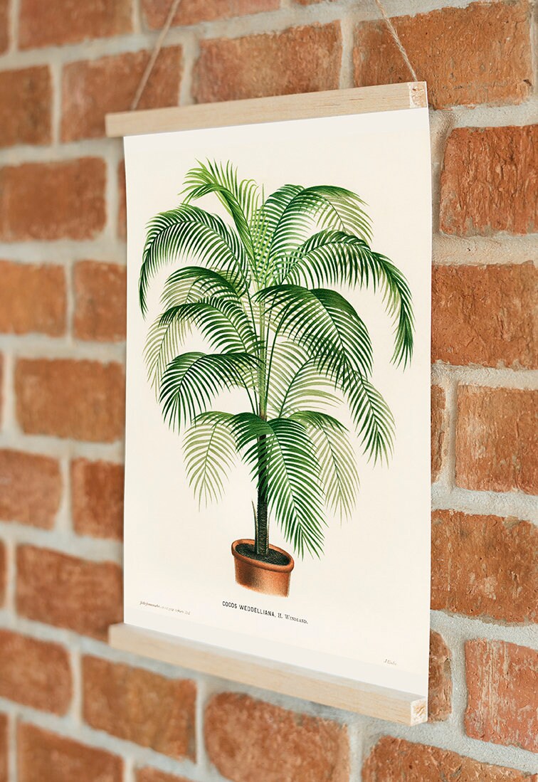 Palm Tree Print Vintage Palm Poster Cocos Print Palm Tree - Etsy