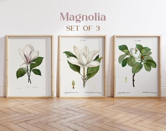 Magnolia Grandiflora Print Set No. 1, Botanical Prints, Art Print ...
