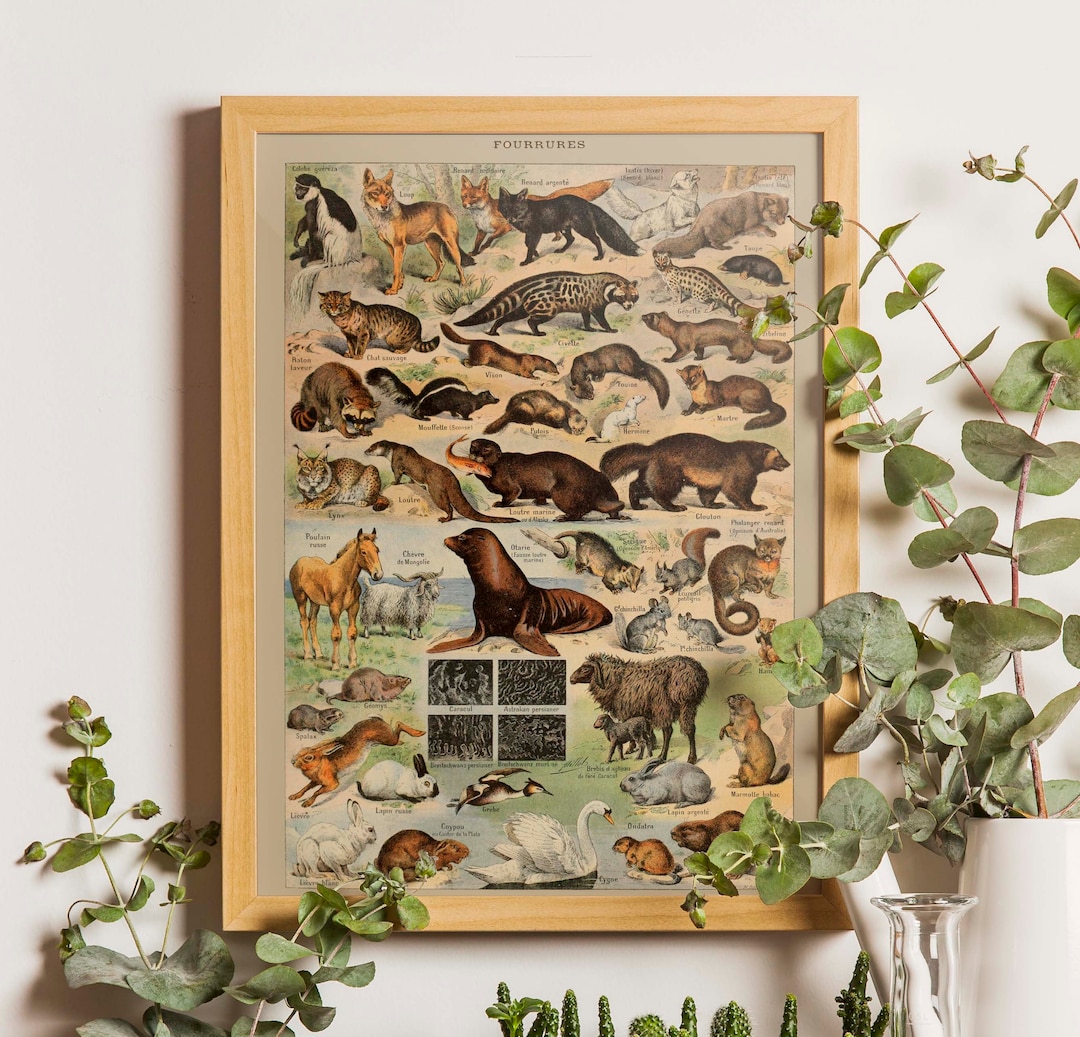 Vintage Animal Print, Wild Animals, Wild Nature, Animal Poster Art ...