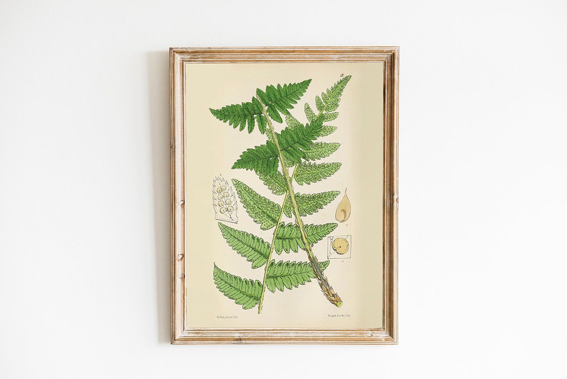 PRINTABLE Set of 15 Fern Images 2 Botanical Wall Art Fern | Etsy