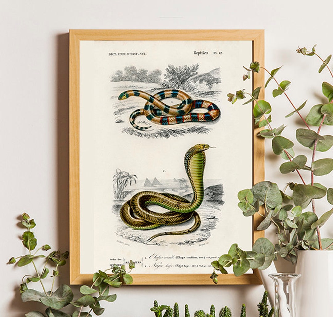 Coral Snake Print, Antique Animal Painting, Zoology Drawings, Animals ...