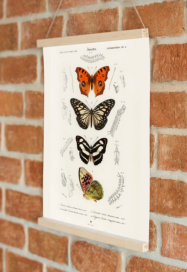 BUTTERFLY Poster Butterfly Print Butterflies Wall Decor | Etsy