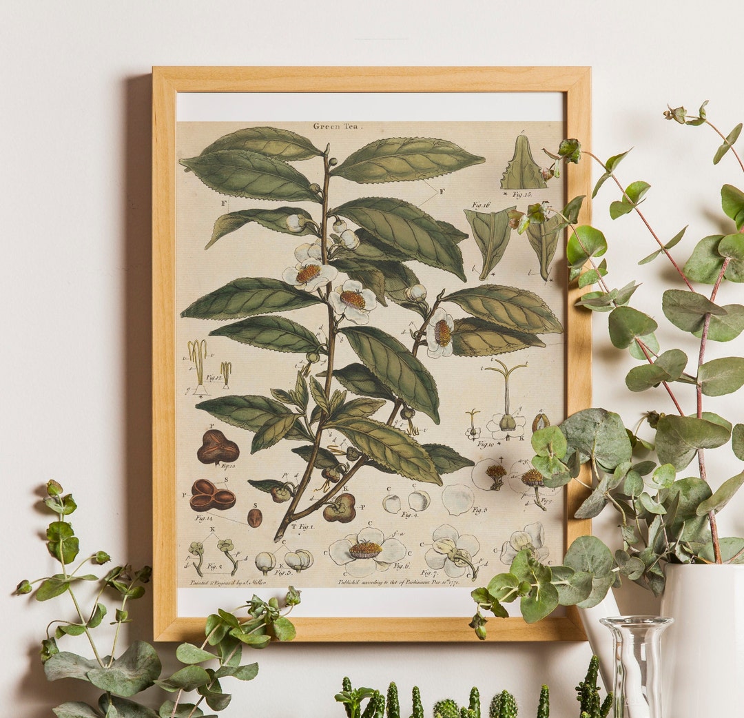 Tea Botanical Print, Tea Botanical Art Print, Camellia Sinensis, Tea ...