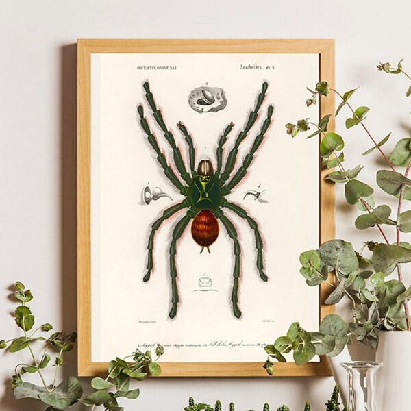 Spider Illustration - Etsy