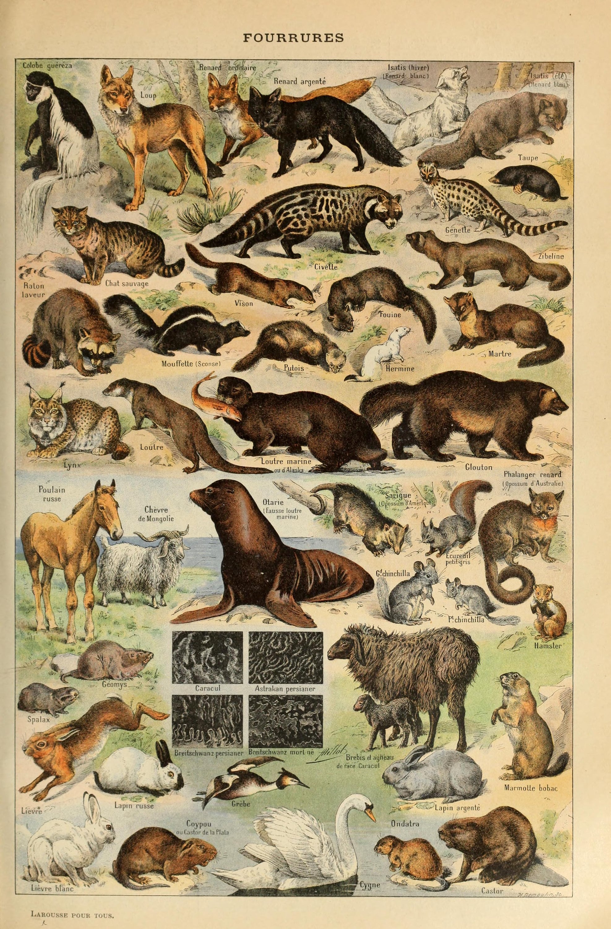 Vintage Animal Print Wild Animals Wild Nature Animal Poster - Etsy