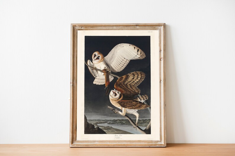 Audubon Owls Print Set Set of 3 Art Prints Bird Prints - Etsy