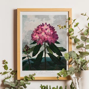 The Pontic Rhododendron Thornton Botanical Print Wall Art Large ...