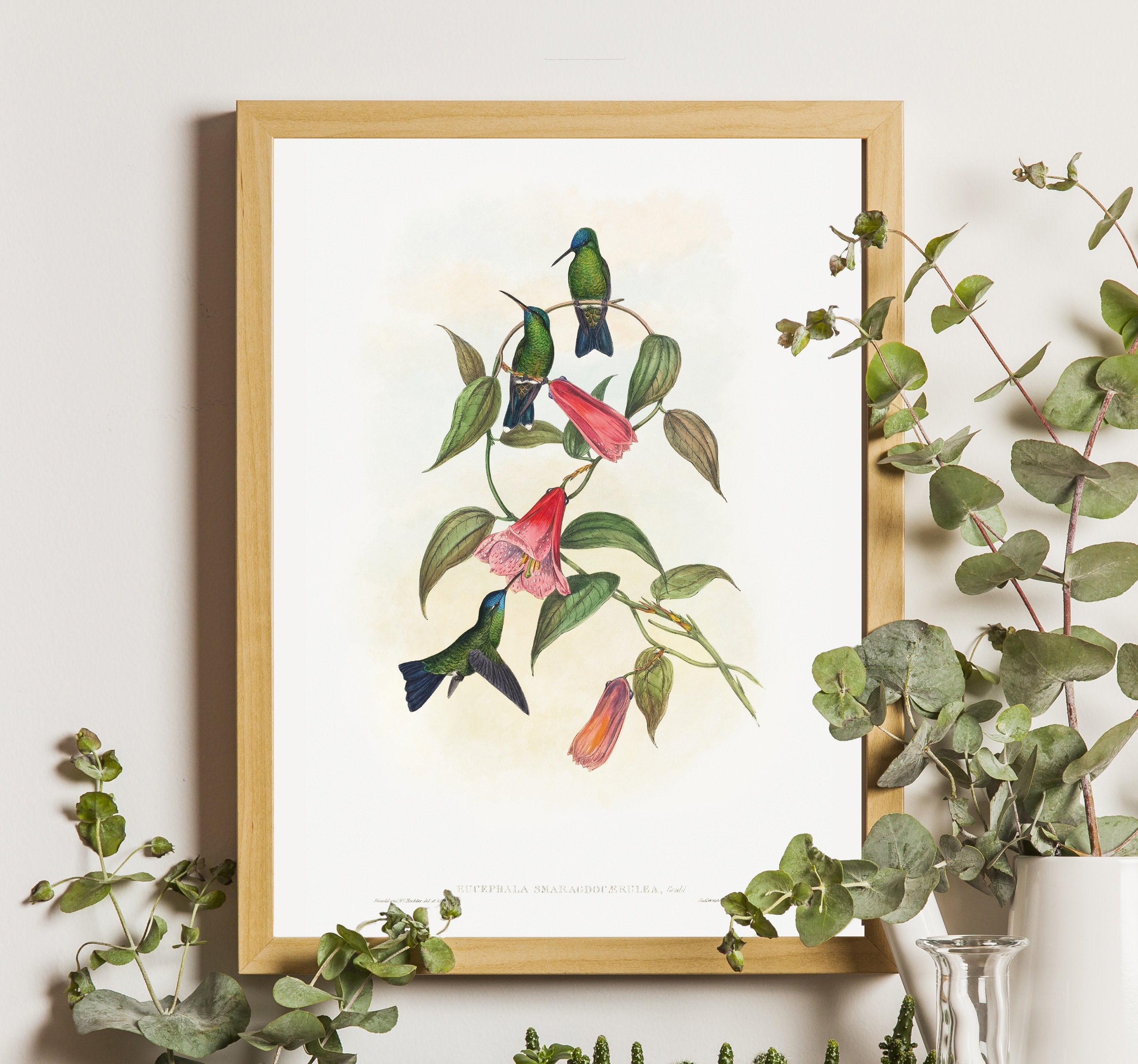 Vintage Hummingbirds Print Hummingbird Poster Bird Art - Etsy