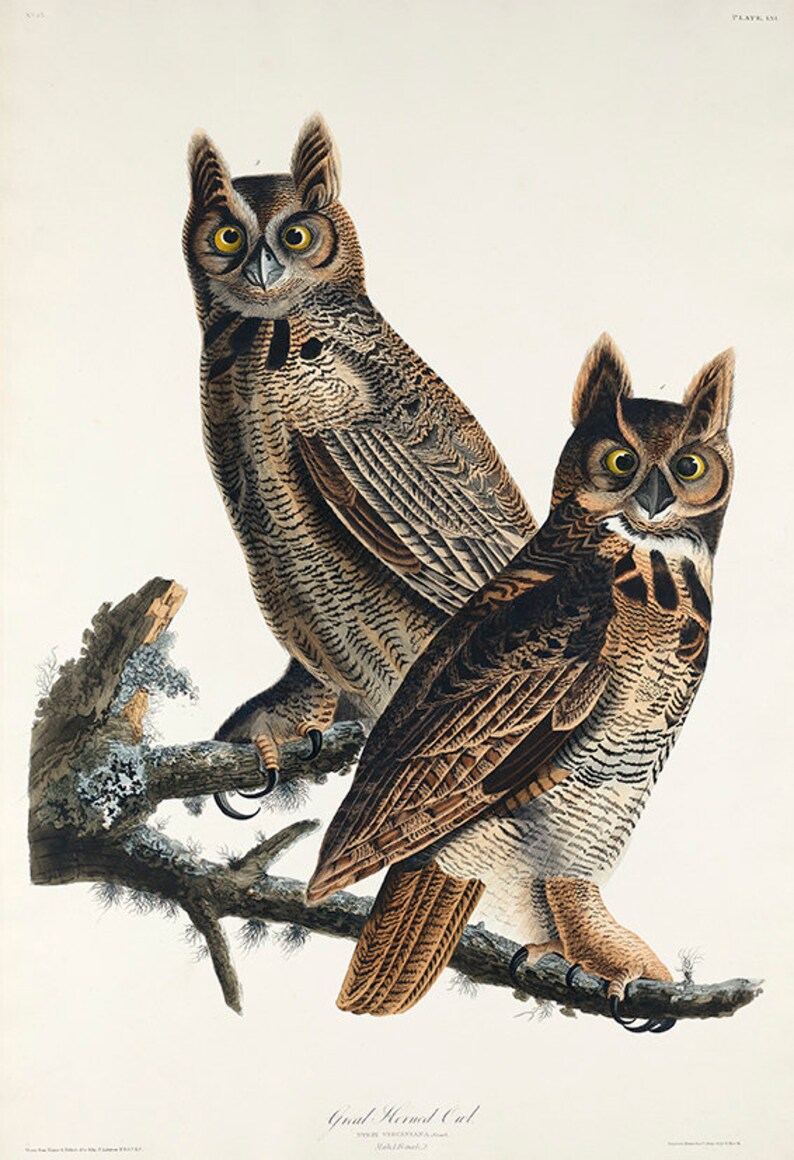 Audubon Owls Print Set Set of 3 Art Prints Bird Prints - Etsy